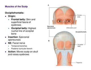 scalp_1.pdf