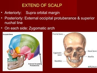 Scalp (2) | PPT