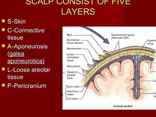 Scalp (2) | PPT