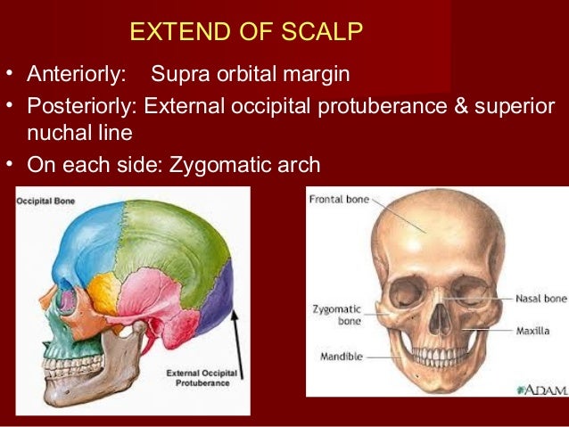 External Occipital Protuberance Superior Nuchal Line