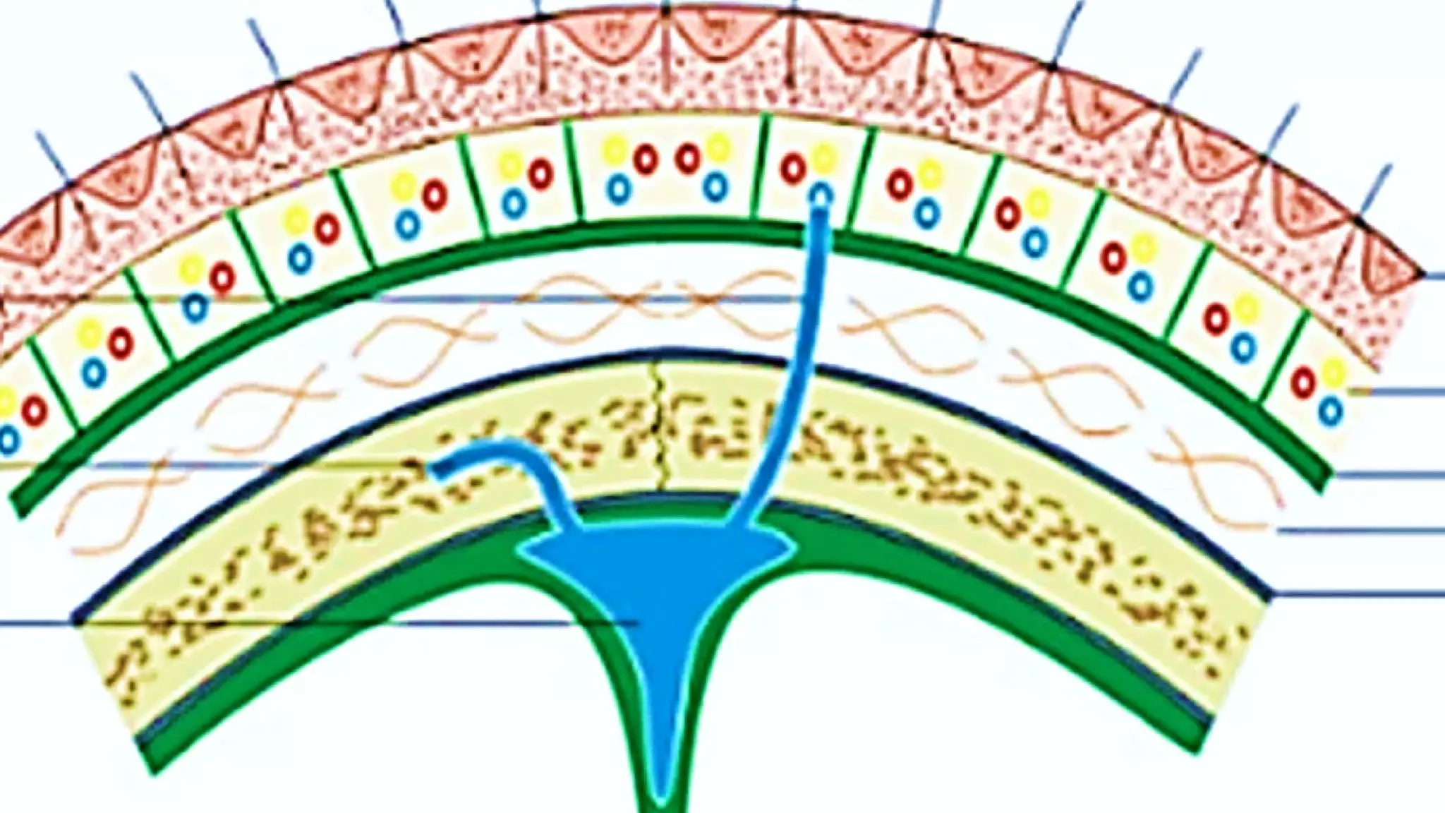 Scalp Anatomy by Dr Zobayer Mahmud Khan | PPT
