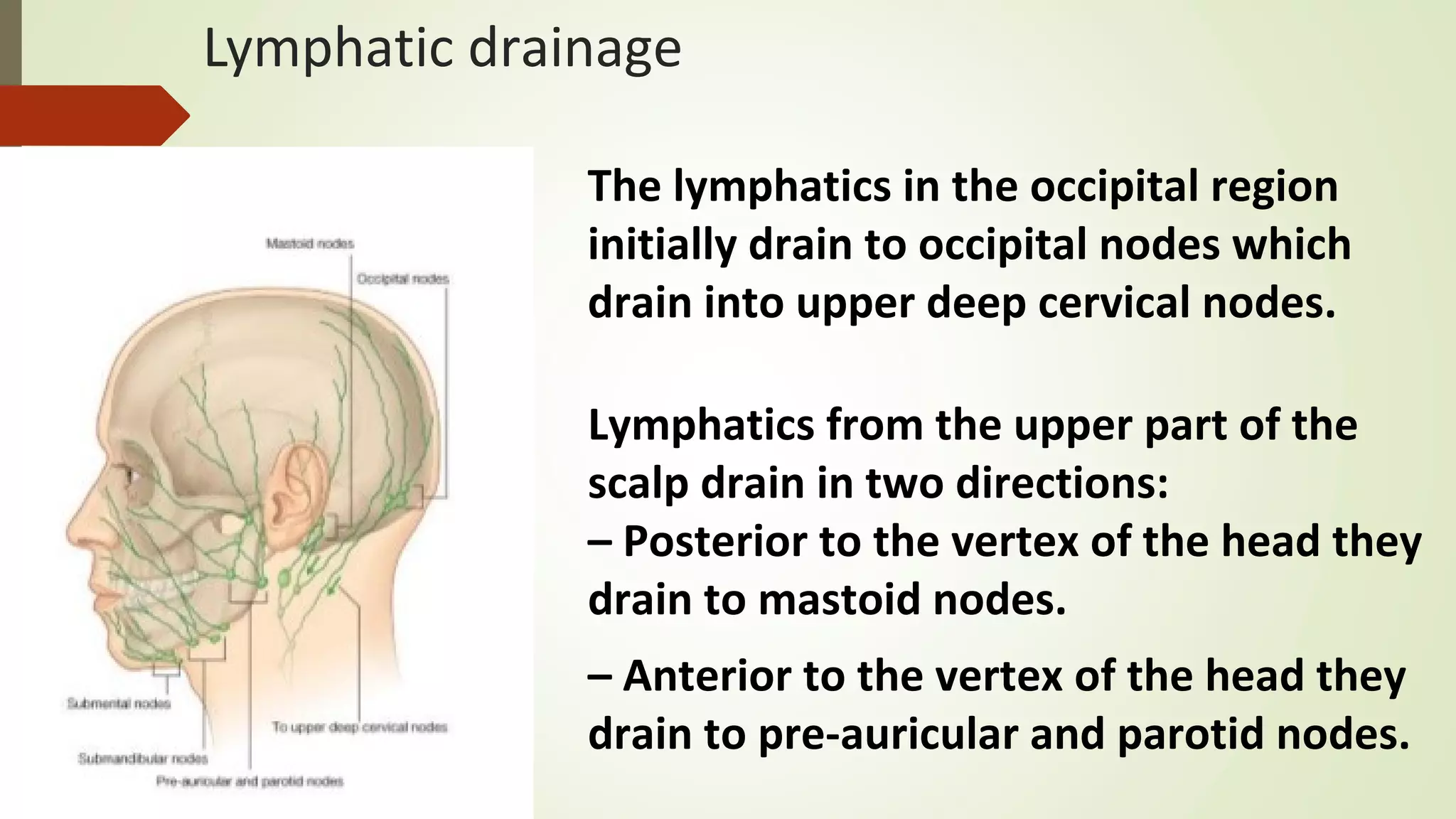 Scalp Anatomy by Dr Zobayer Mahmud Khan | PPT