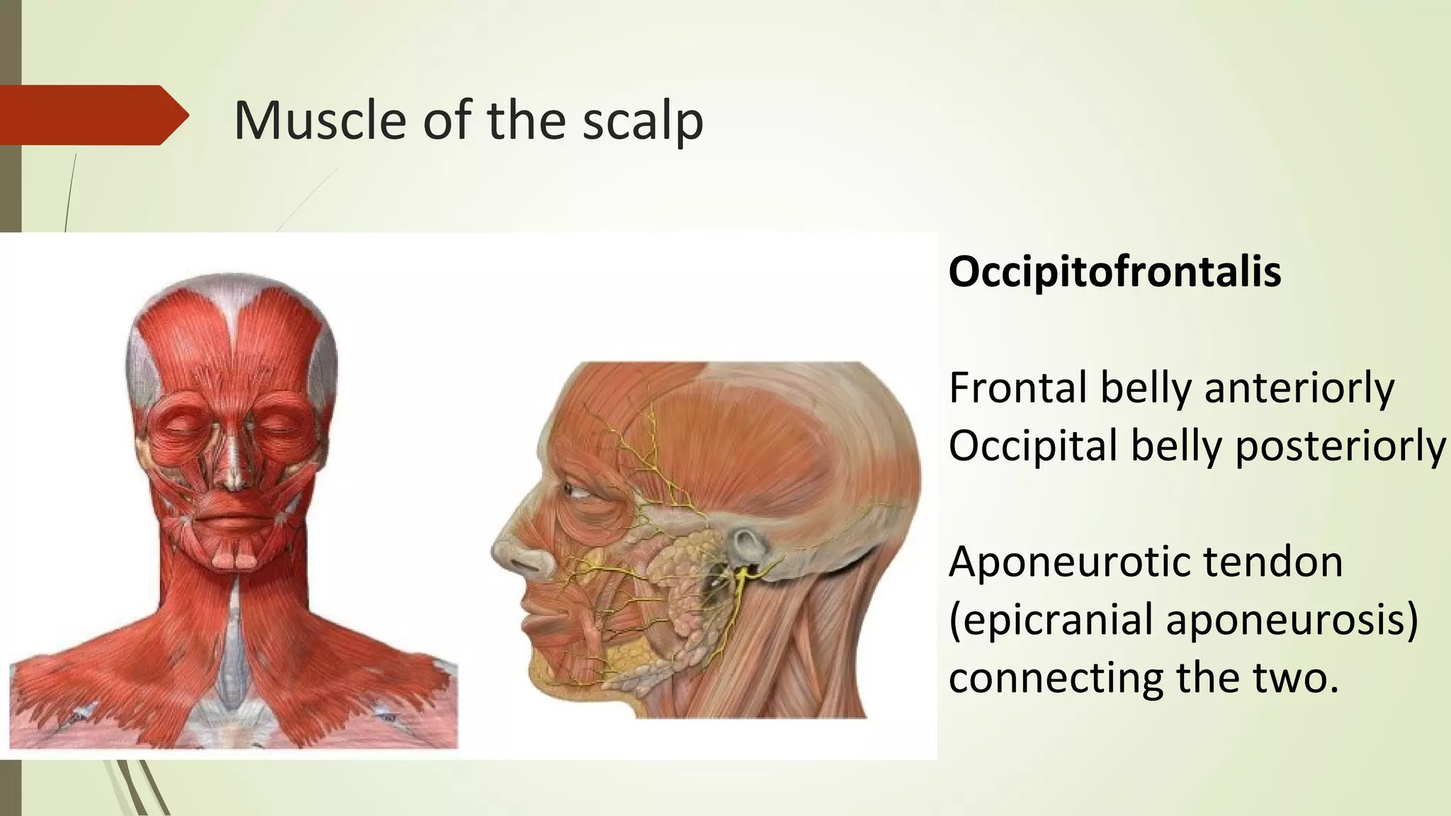 Scalp Anatomy by Dr Zobayer Mahmud Khan | PPT