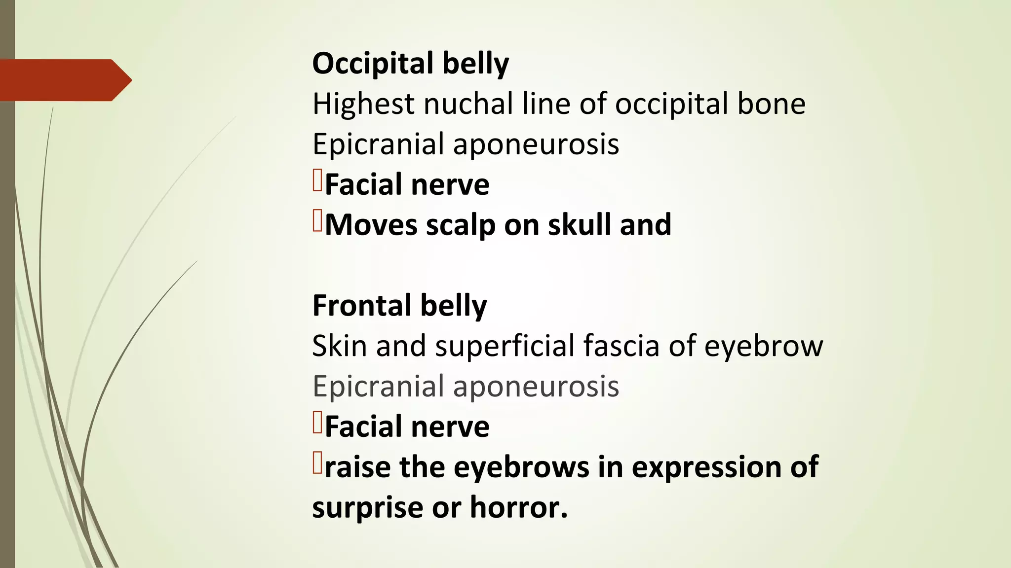 Scalp Anatomy by Dr Zobayer Mahmud Khan | PPT