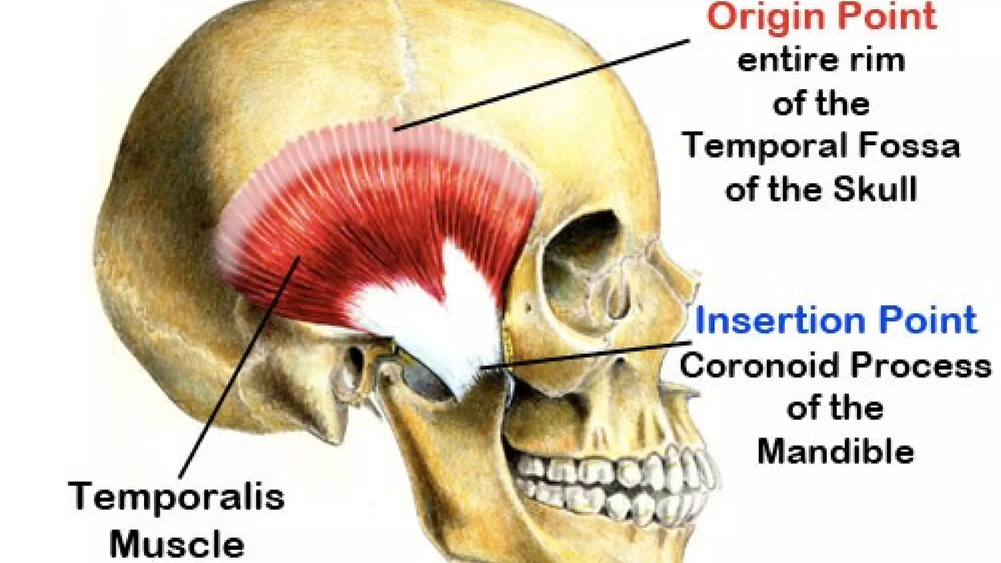 Scalp Anatomy by Dr Zobayer Mahmud Khan | PPT