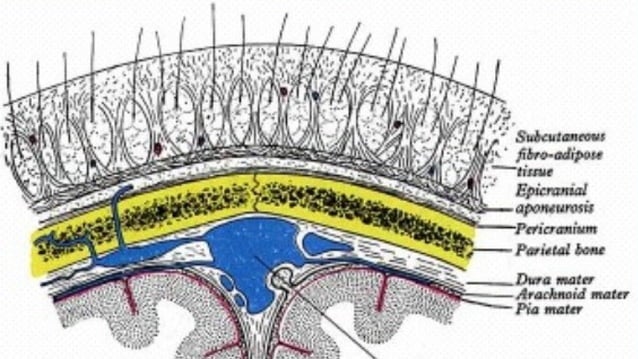 Scalp Anatomy by Dr Zobayer Mahmud Khan | PPT