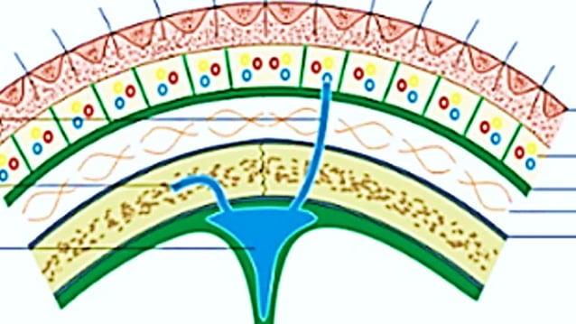 Scalp Anatomy by Dr Zobayer Mahmud Khan | PPT