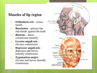 Scalp and face.pdf