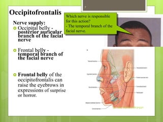 Scalp and face.pdf