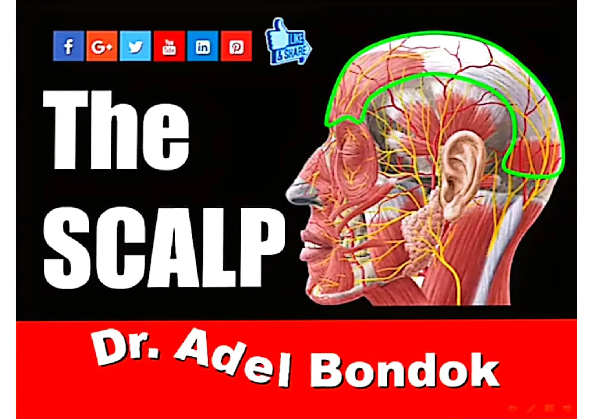 Scalp and face anatomy-Dr. Adel Bondok.pdf