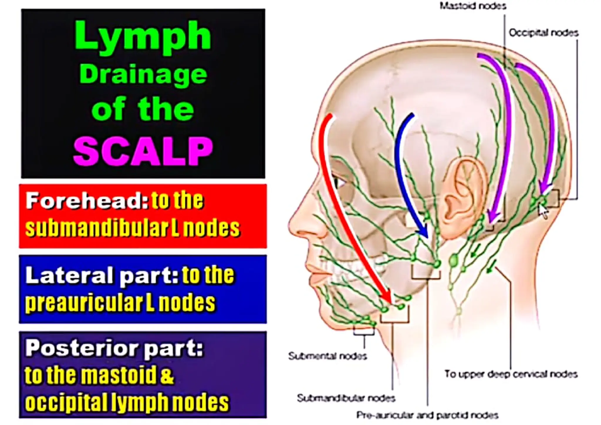 Scalp and face anatomy-Dr. Adel Bondok.pdf