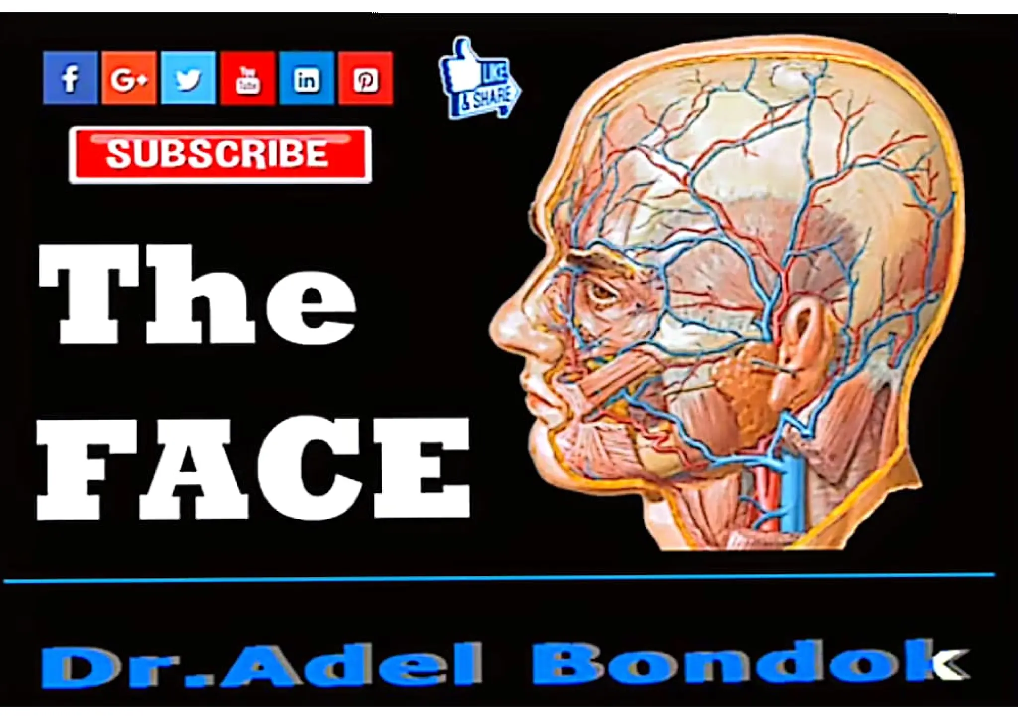 Scalp and face anatomy-Dr. Adel Bondok.pdf
