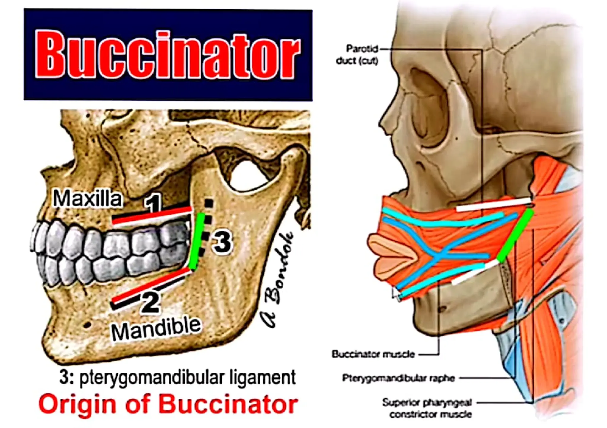 Scalp and face anatomy-Dr. Adel Bondok.pdf