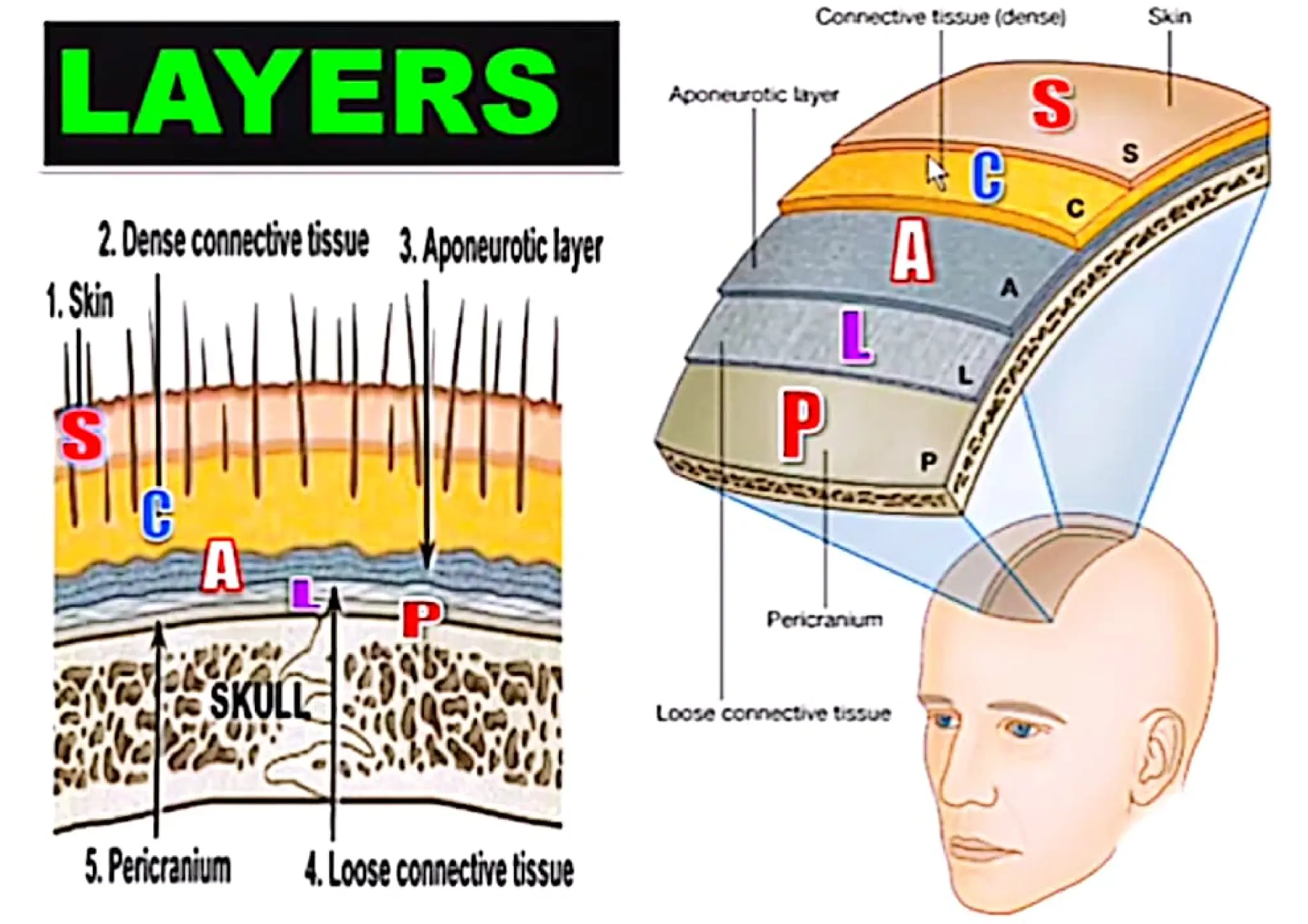 Scalp and face anatomy-Dr. Adel Bondok.pdf