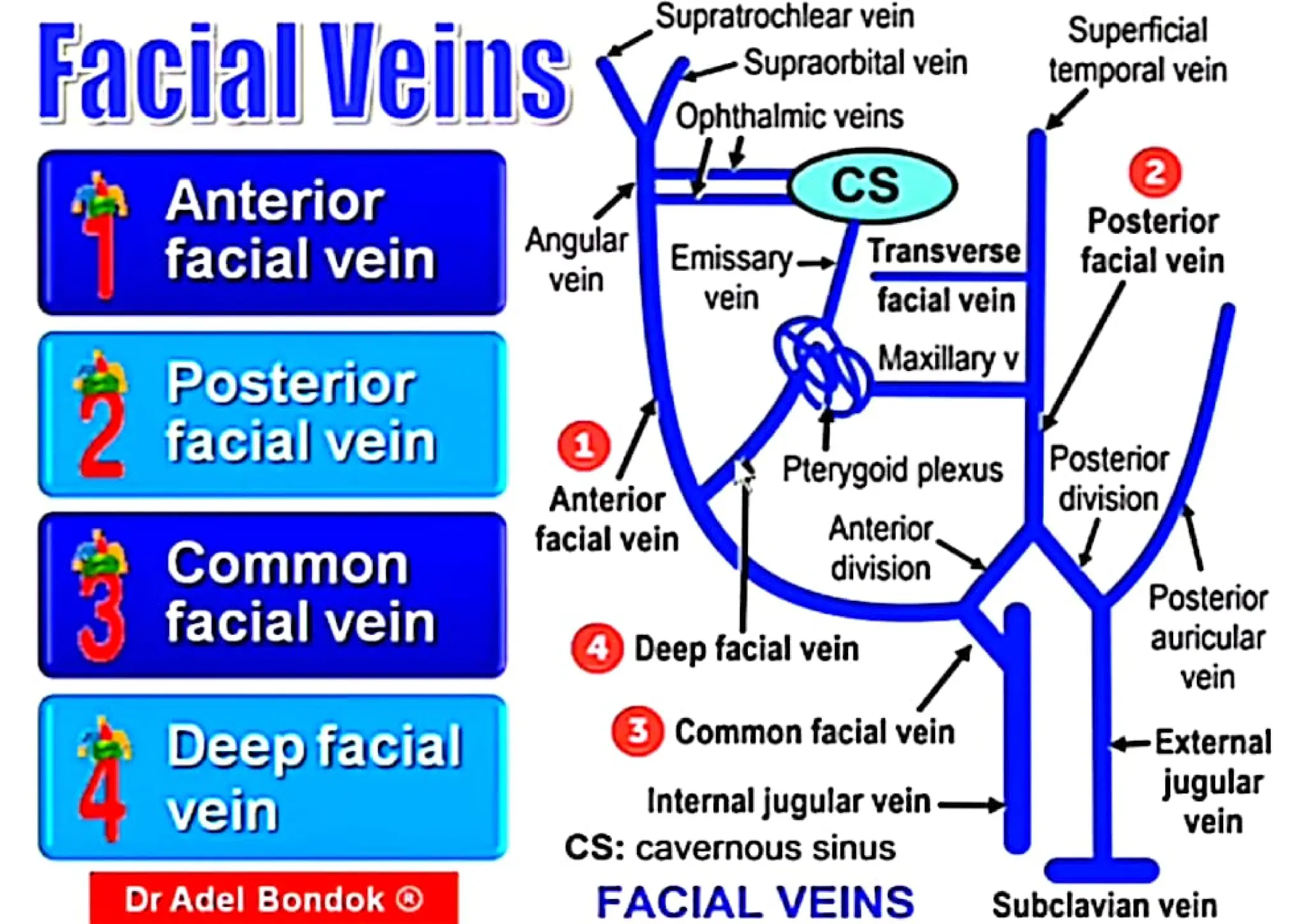 Scalp And Face Anatomy Dr Adel Bondokpdf