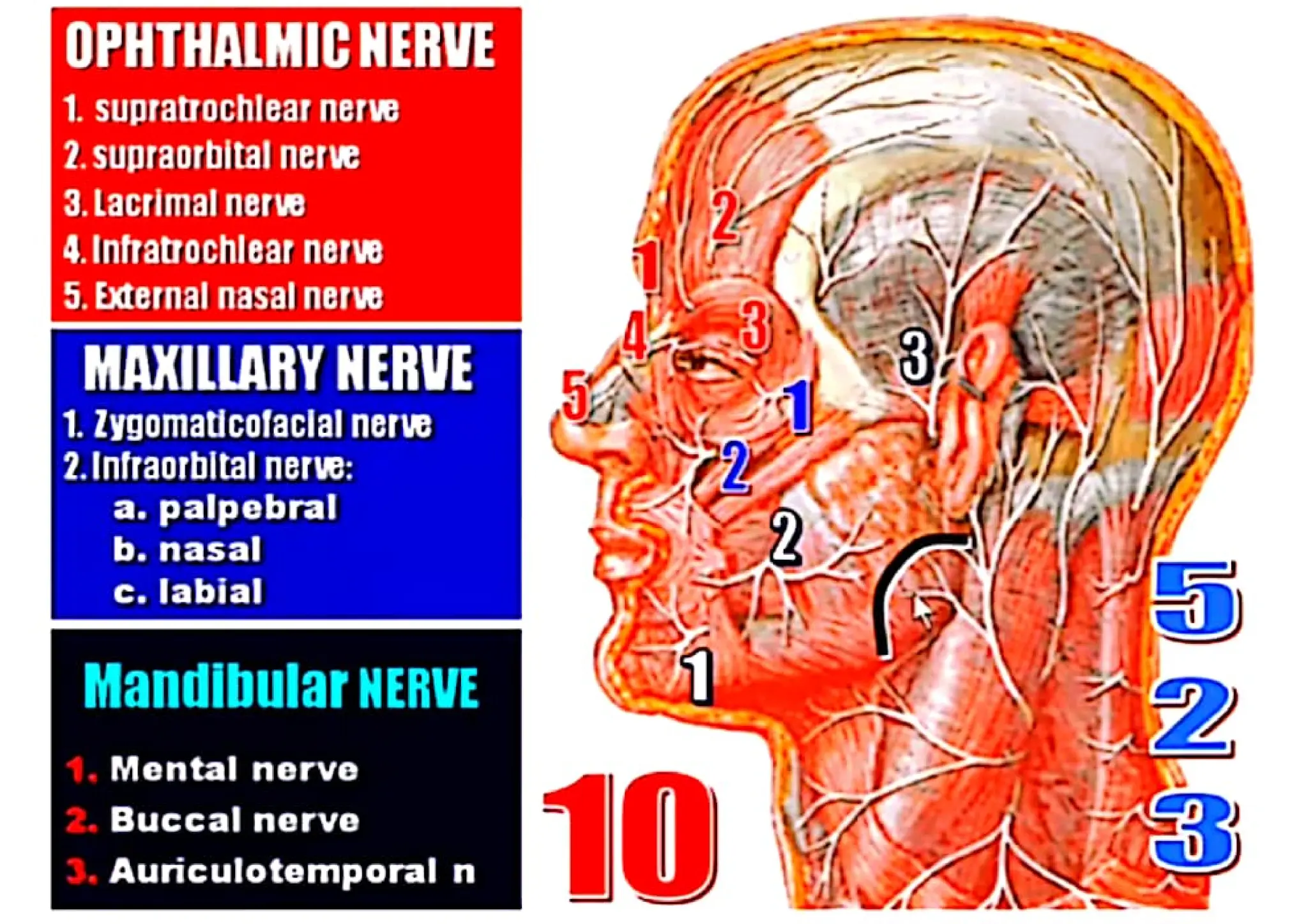 Scalp and face anatomy-Dr. Adel Bondok.pdf