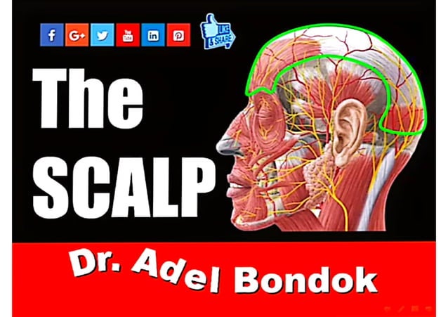 Scalp and face anatomy-Dr. Adel Bondok.pdf