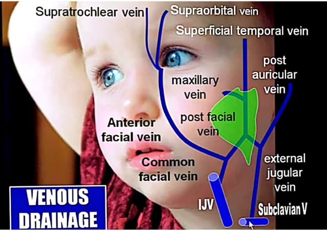 Scalp and face anatomy-Dr. Adel Bondok.pdf