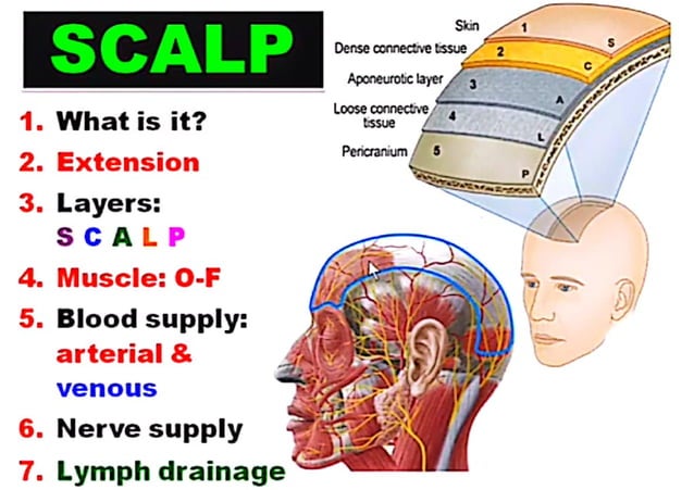 Scalp and face anatomy-Dr. Adel Bondok.pdf