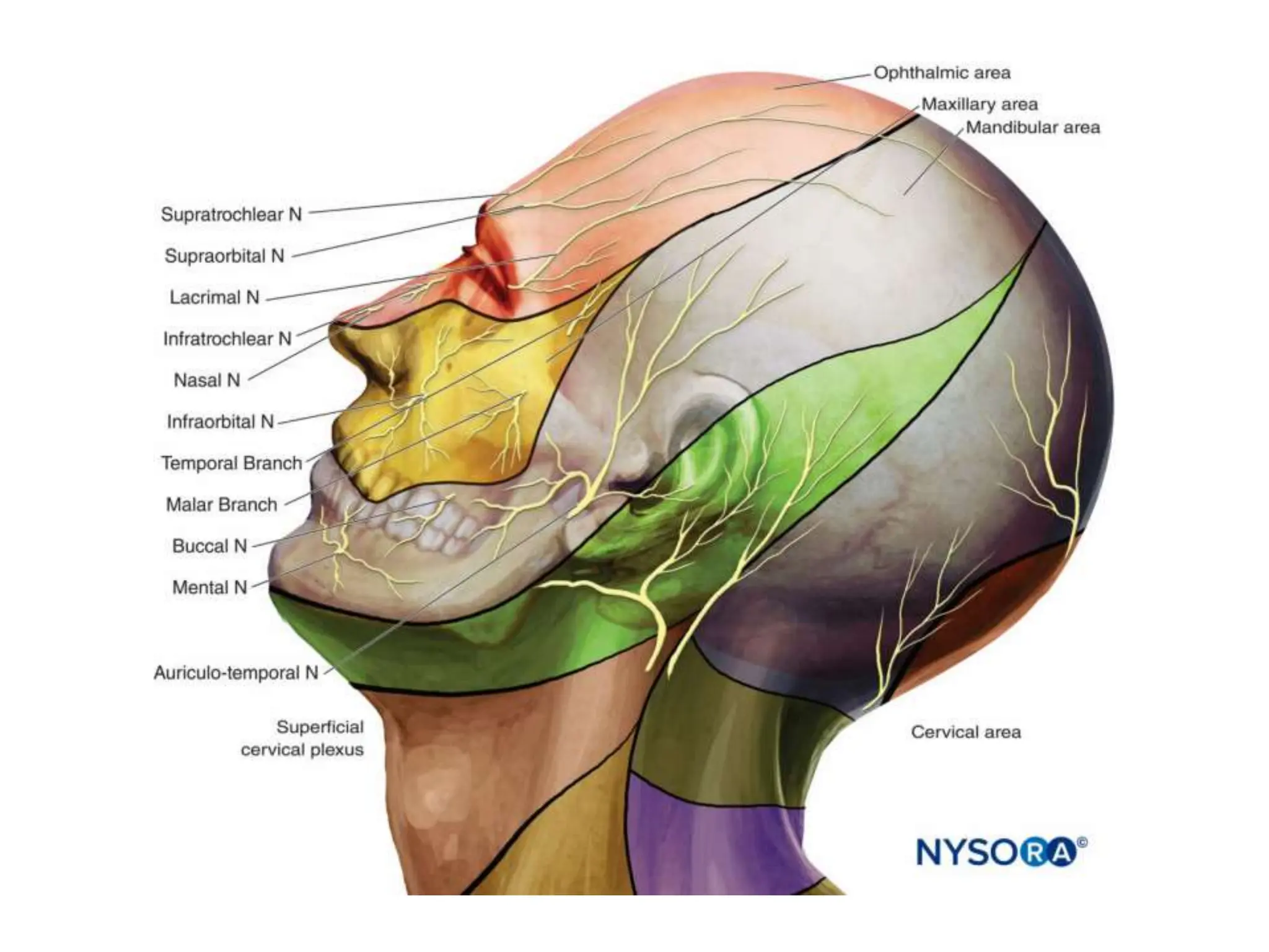SCALP Block scalp block scalp block scalp | PPTX