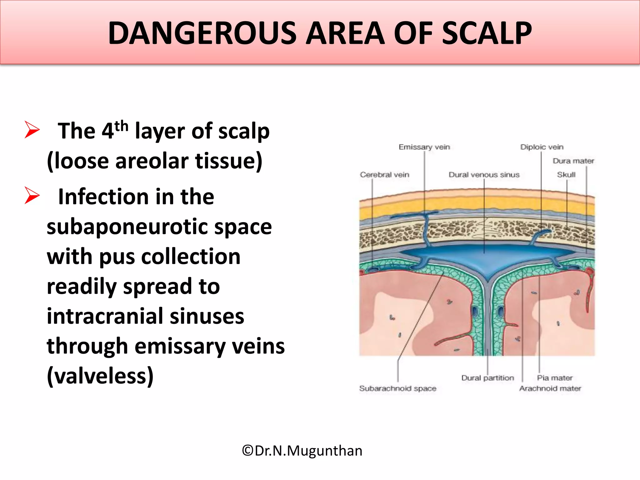 Scalp | PDF