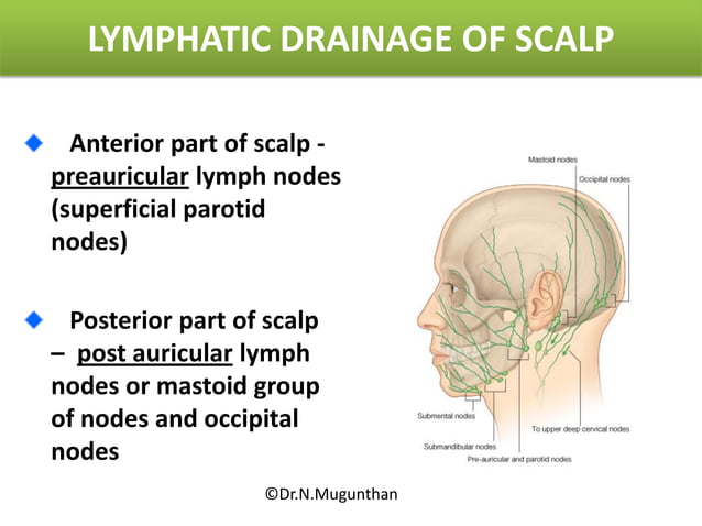 Scalp | PDF
