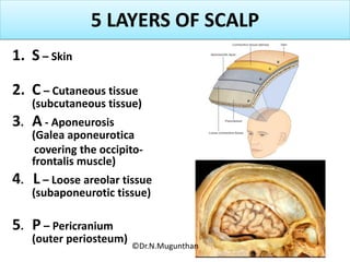 Layers Of Scalp Anatomy