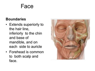 Scalpface scalp to face muscles and nerve supply | PPTX