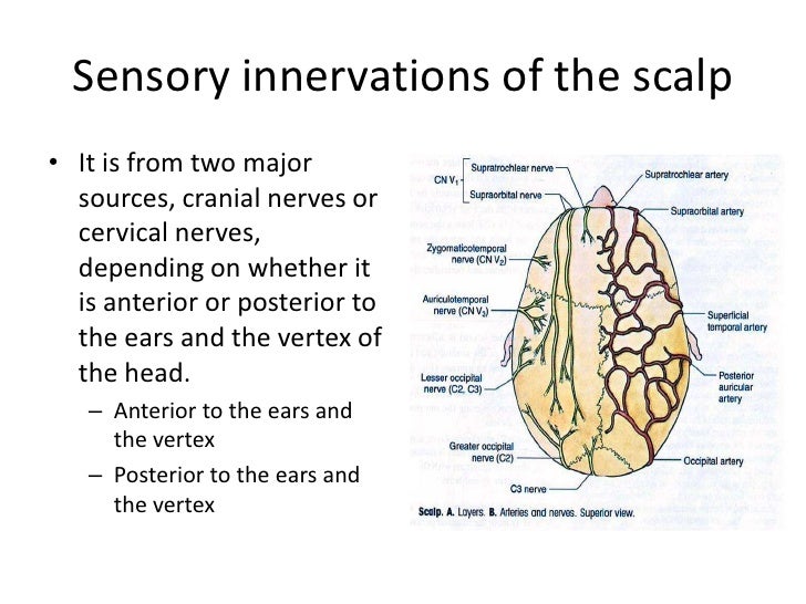 anatomy - Scalp + face