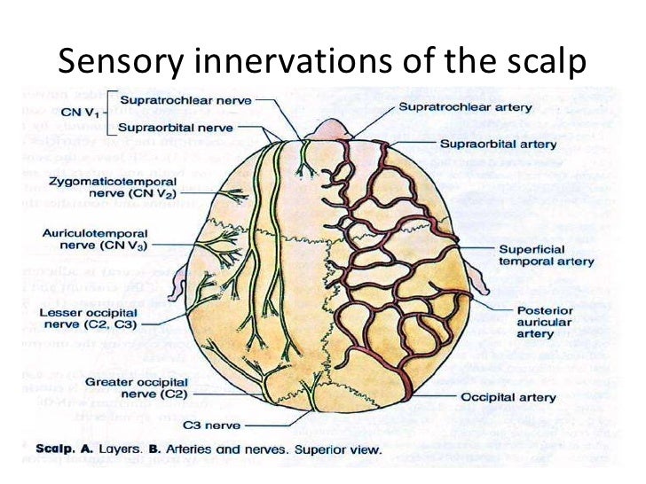 Scalp Nerves