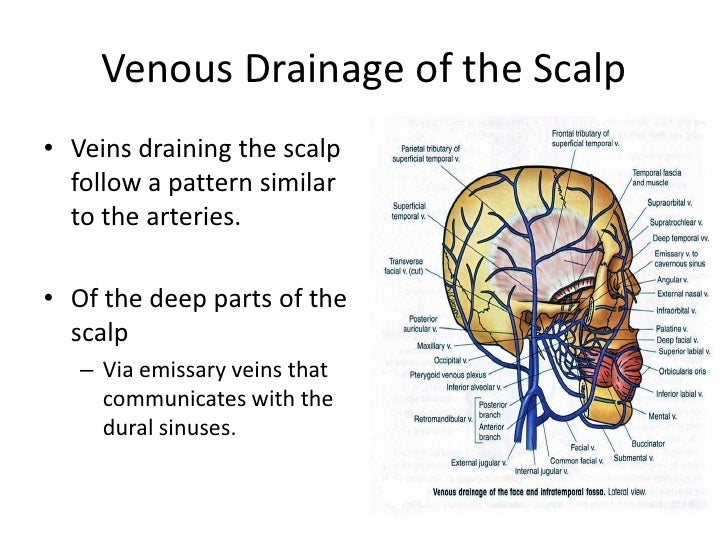 anatomy - Scalp + face