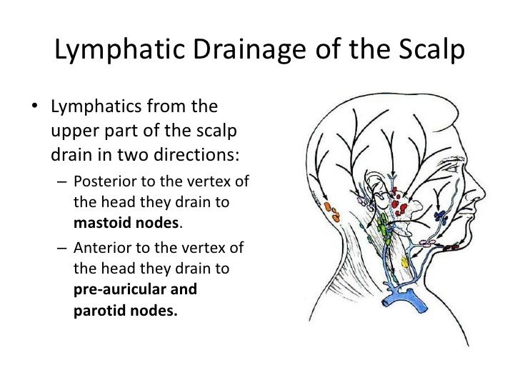 Lymphatic Drainage Of The Head And Neck Teachmeanatomy