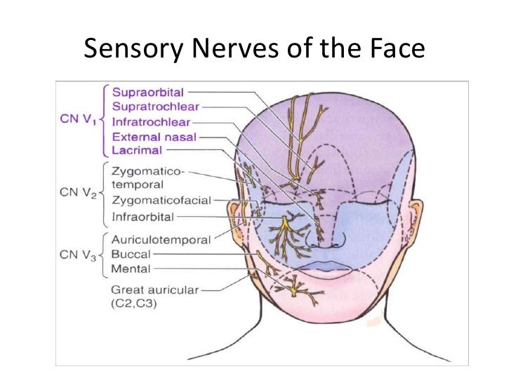 anatomy - Scalp + face