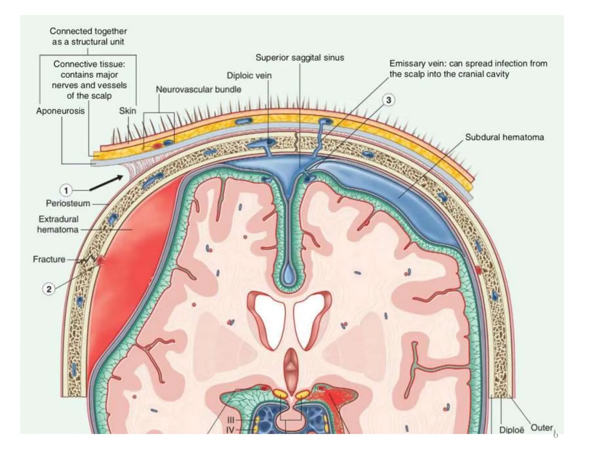 Scalp, Face, and Facial Regions by Solomon.pptx | Death, Injury, or ...