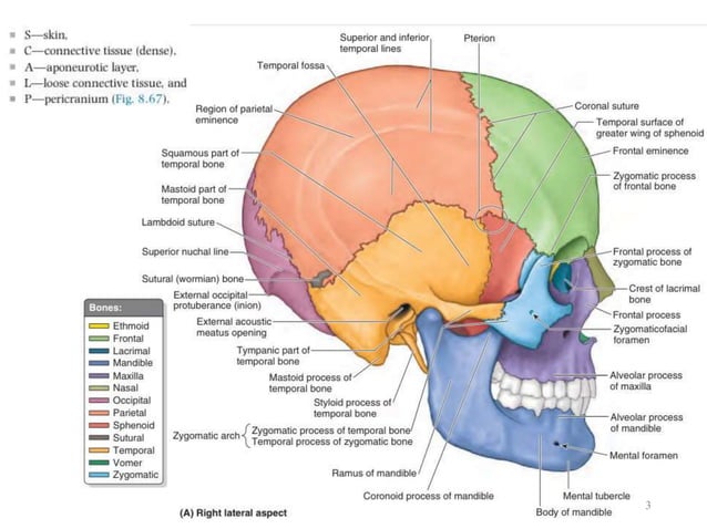 Scalp, Face, and Facial Regions by Solomon.pptx | Death, Injury, or ...