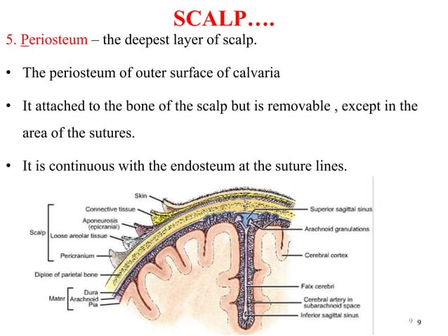 Scalp, Face, and Facial Regions by Solomon.pptx | Death, Injury, or ...