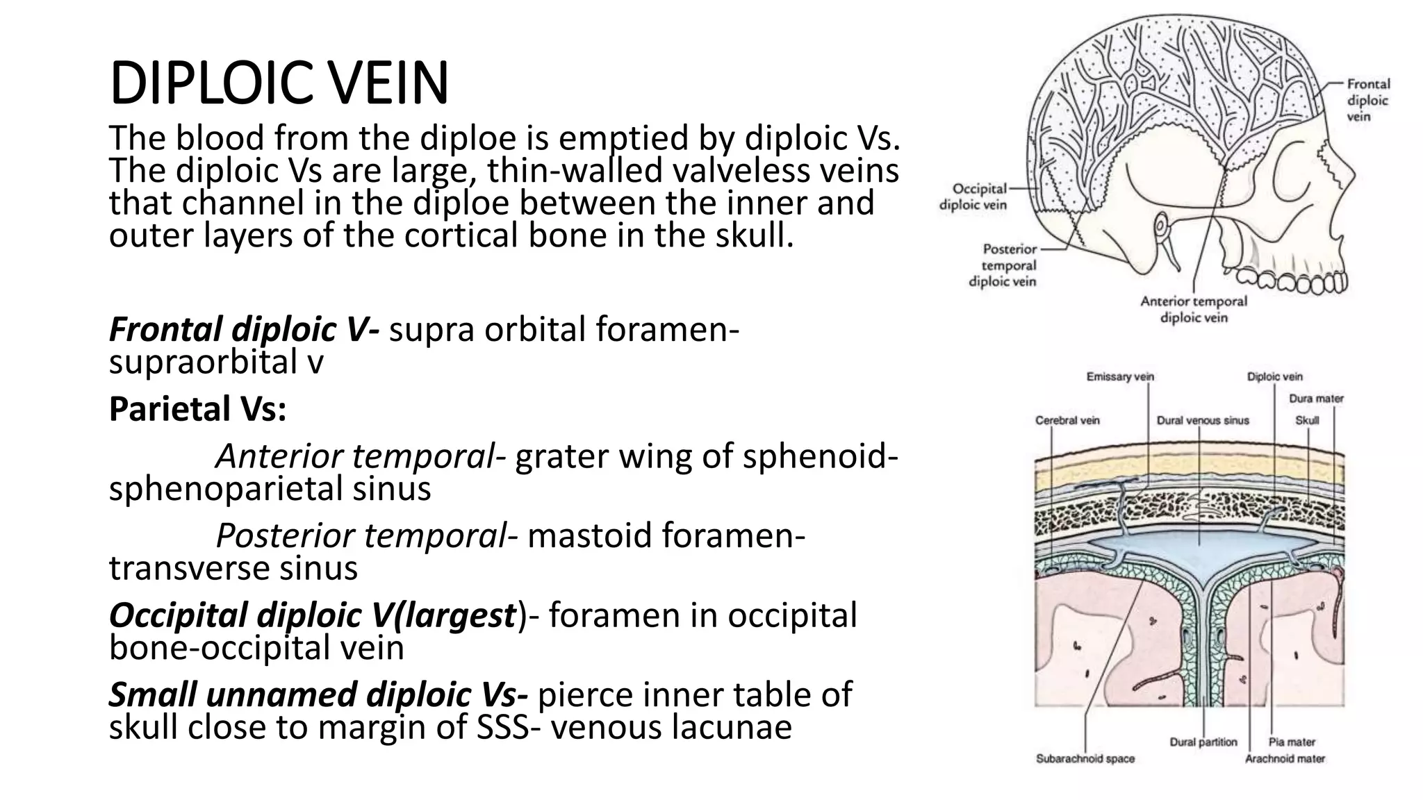 Scalp forensic antomy | PPTX
