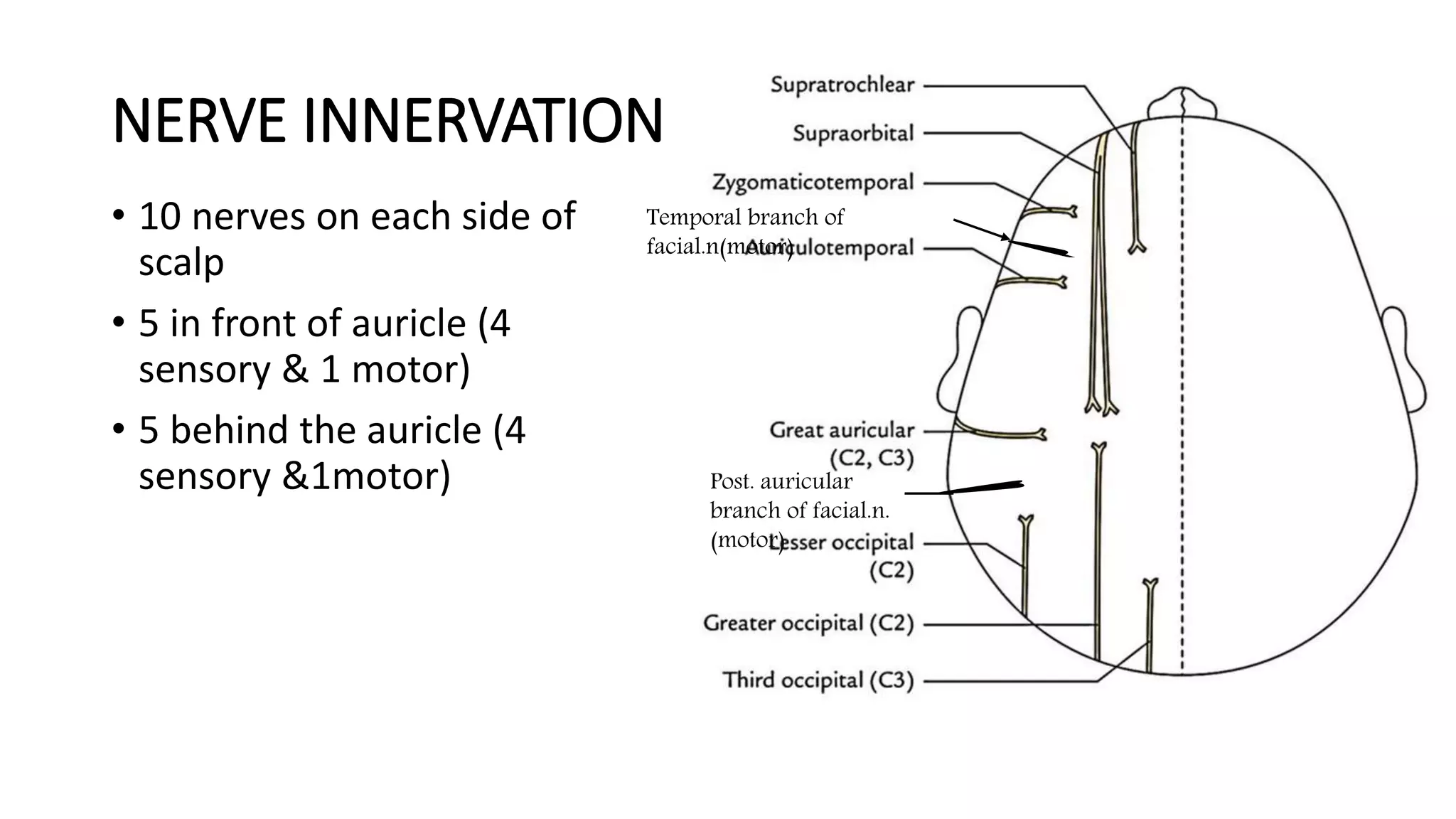 Scalp forensic antomy | PPTX