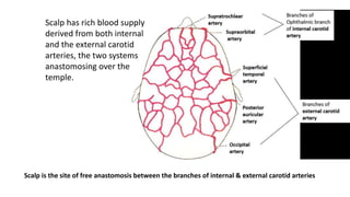 Scalp forensic antomy | PPTX