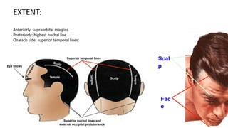 Scalp forensic antomy | PPTX