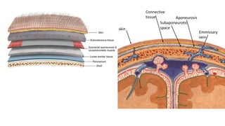 Scalp forensic antomy | PPTX