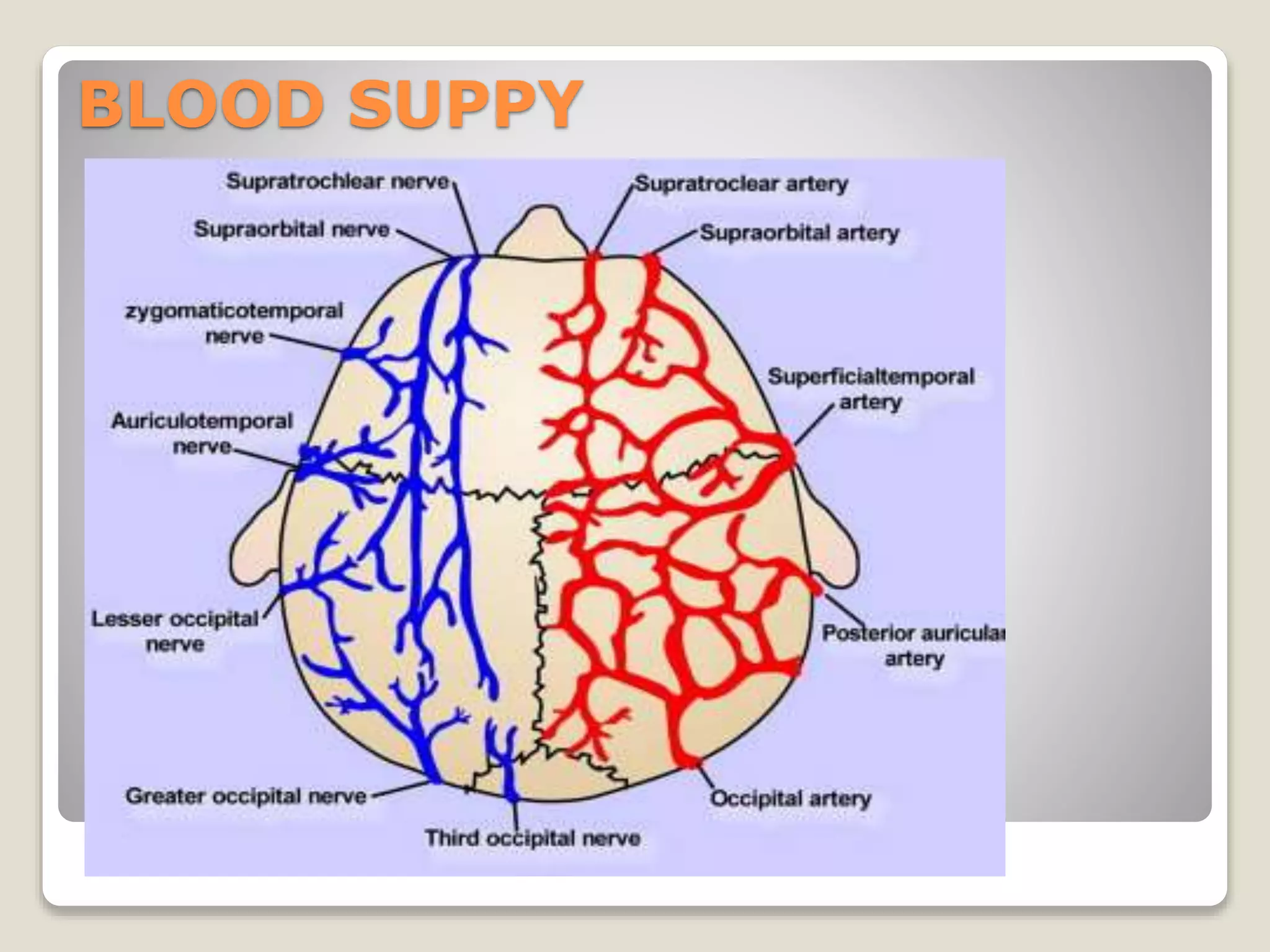 Anatomy of scalp | PPTX