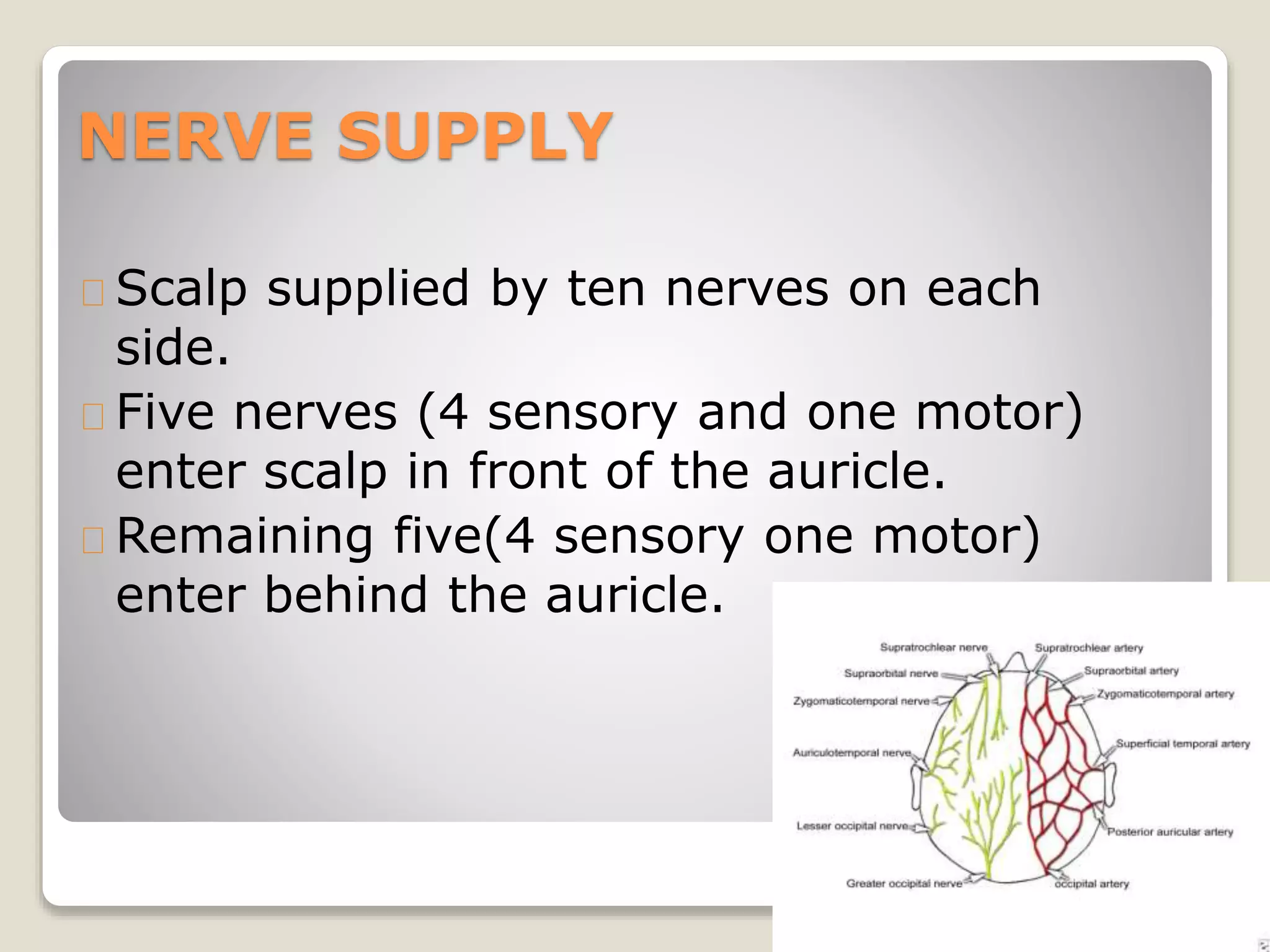 Anatomy of scalp | PPTX