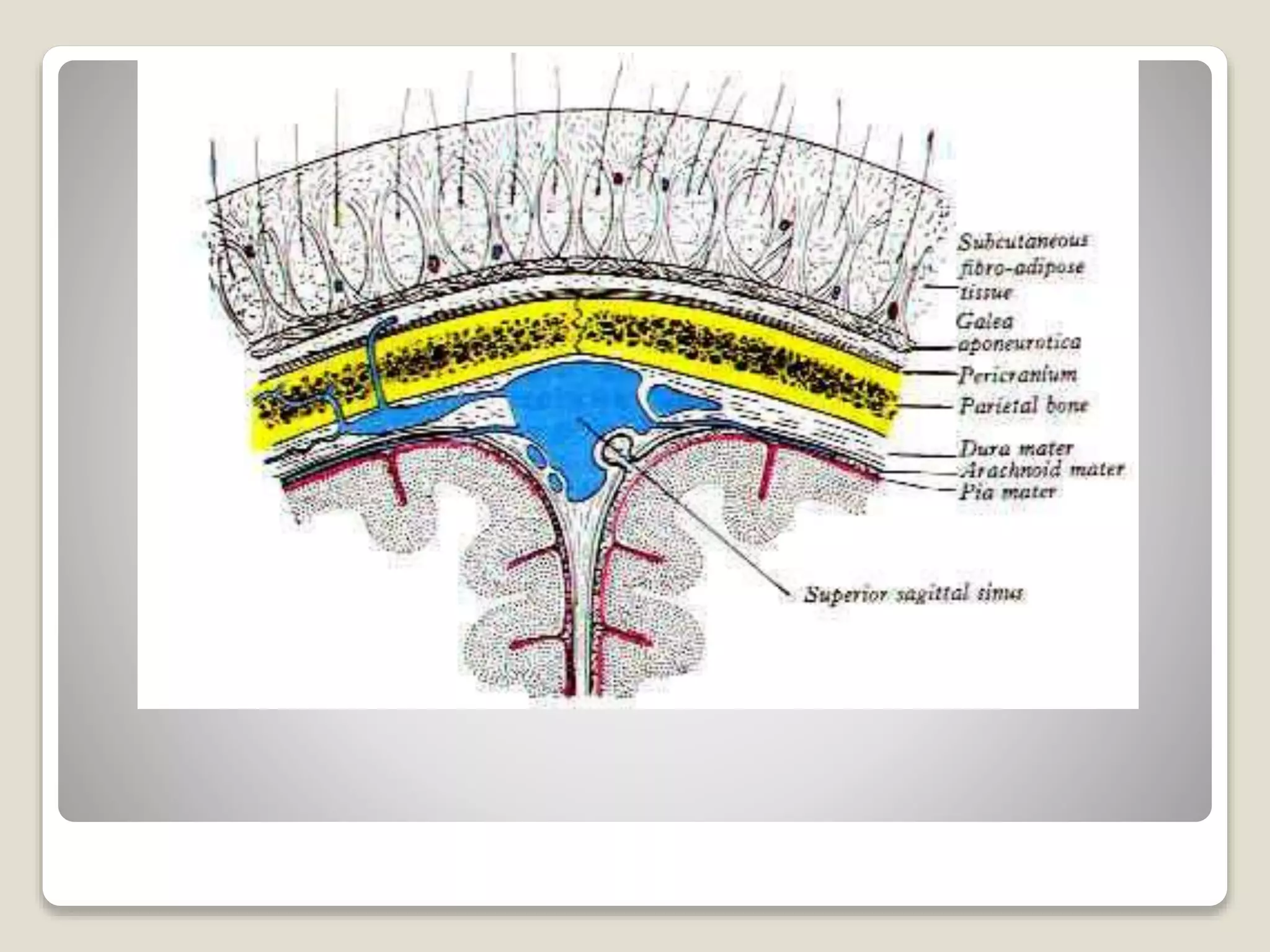 Anatomy of scalp | PPTX