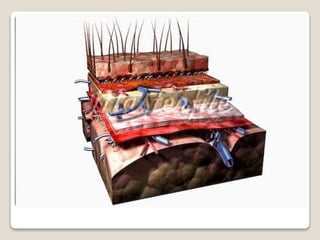 Anatomy of scalp | PPTX