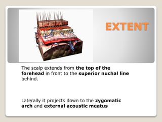 Anatomy of scalp | PPTX