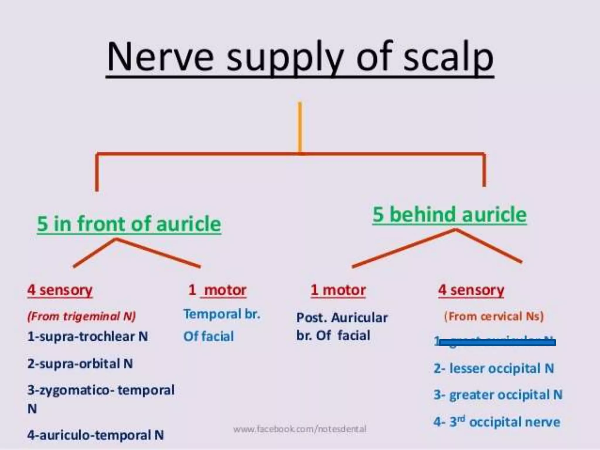 Scalp incision and blood supply | PPTX