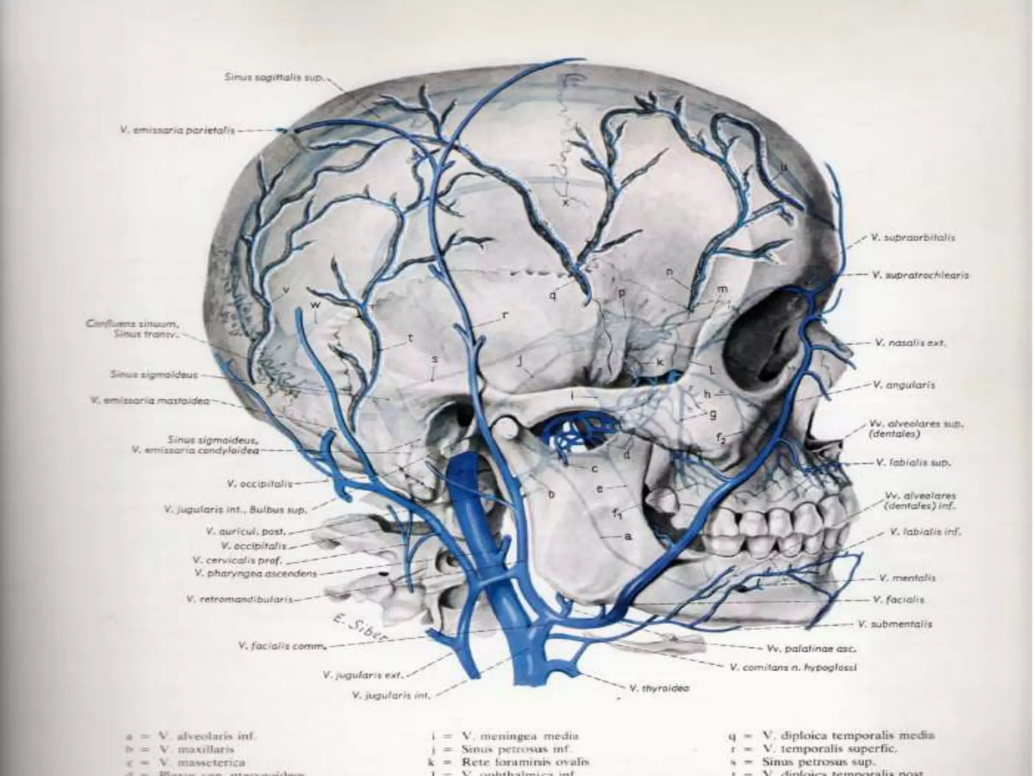 Scalp incision and blood supply | PPTX