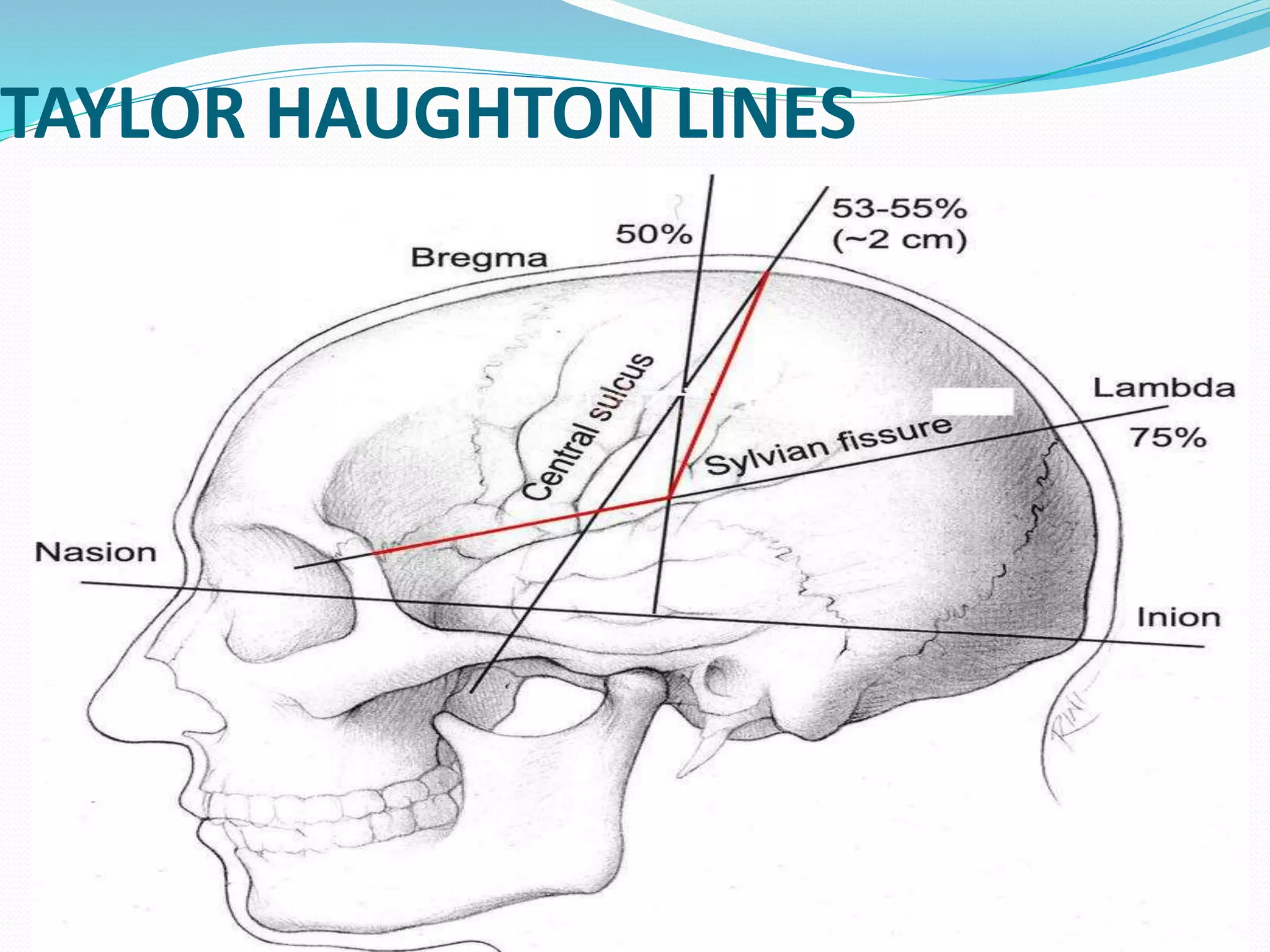 Scalp incision and blood supply | PPTX