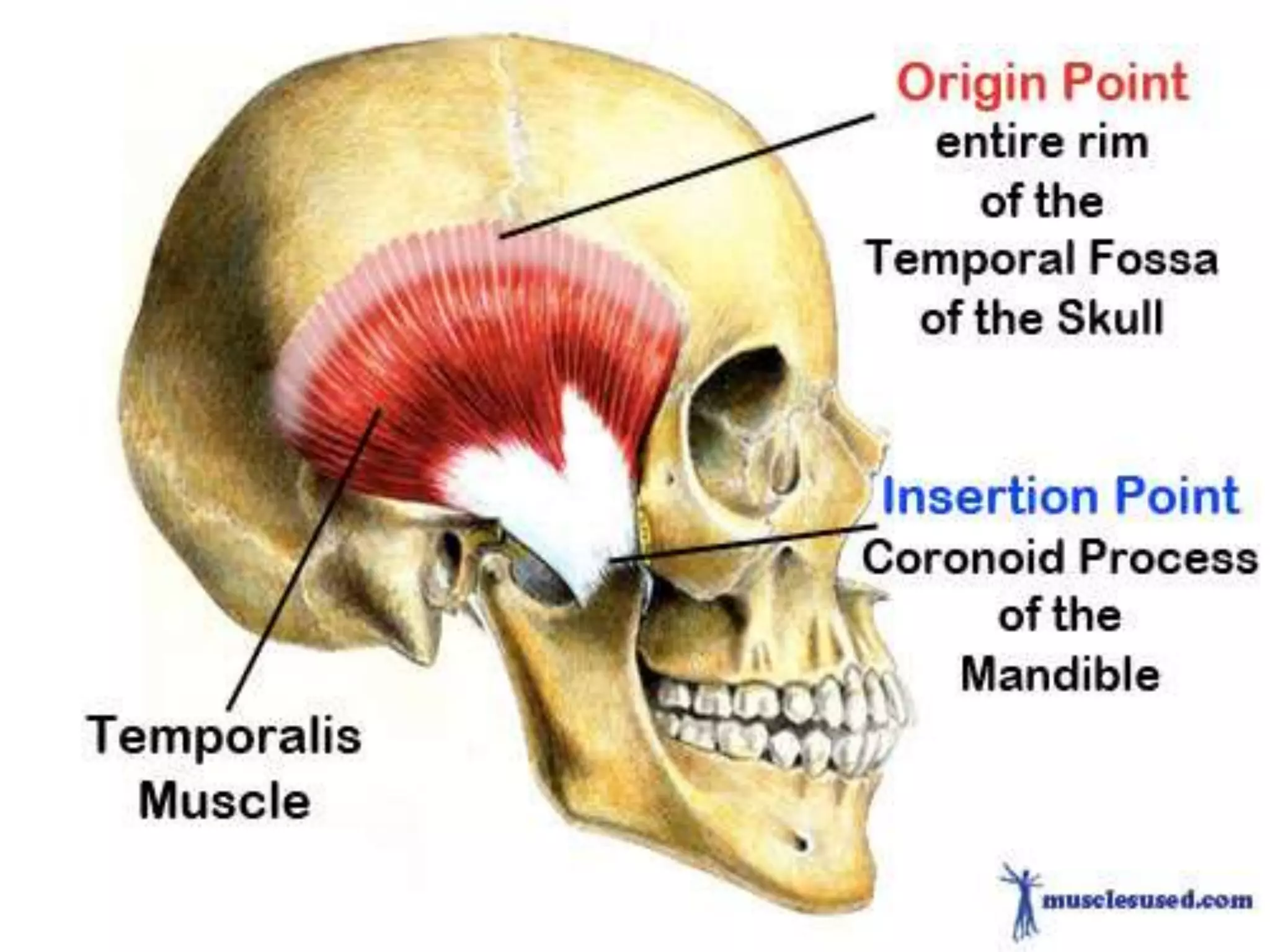 Scalp incision and blood supply | PPTX